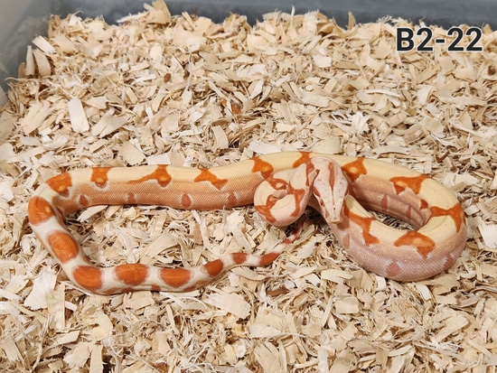 Sunglow (Poss Super) Boa Constrictor by Great Lakes Constrictors