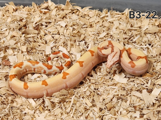 Sunglow (Prob. Super) Boa Constrictor by Great Lakes Constrictors