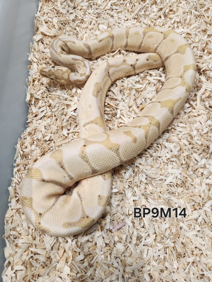 Banana Woma Ball Python by Great Lakes Constrictors