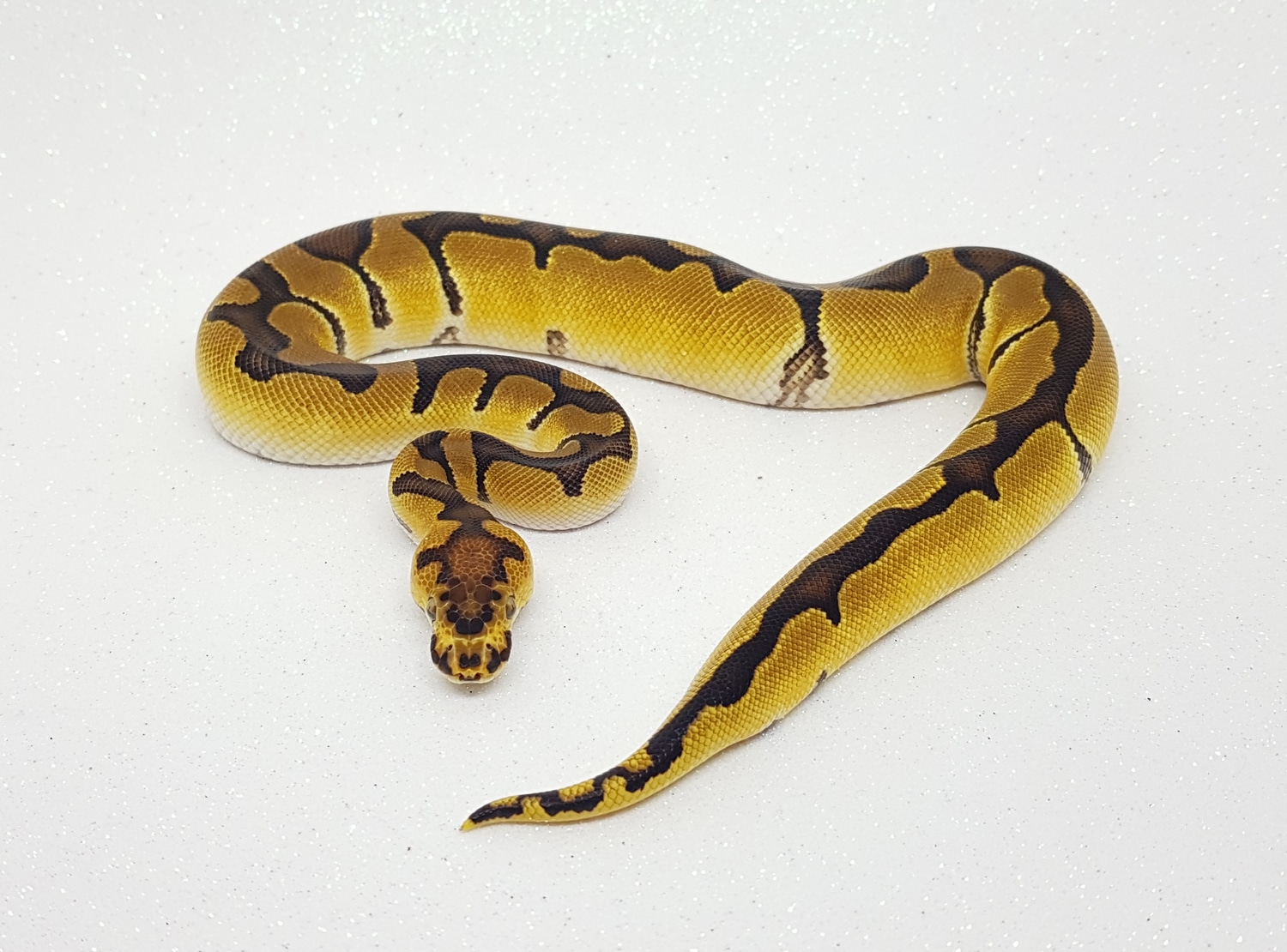 Enchi Clown 66% Het Pied Ball Python by Recessive Creation - MorphMarket