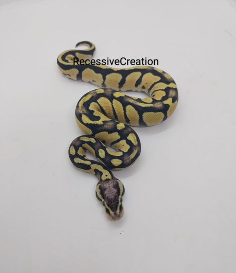 Pastel Desertghost 66% DH Clown Axanthic VPI Ball Python by Recessive ...