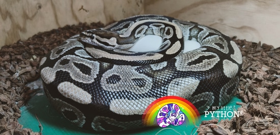 Normal DH Clown Piebald Ball Python by Recessive Creation