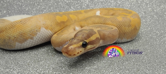 Banana Piebald Ball Python by Recessive Creation
