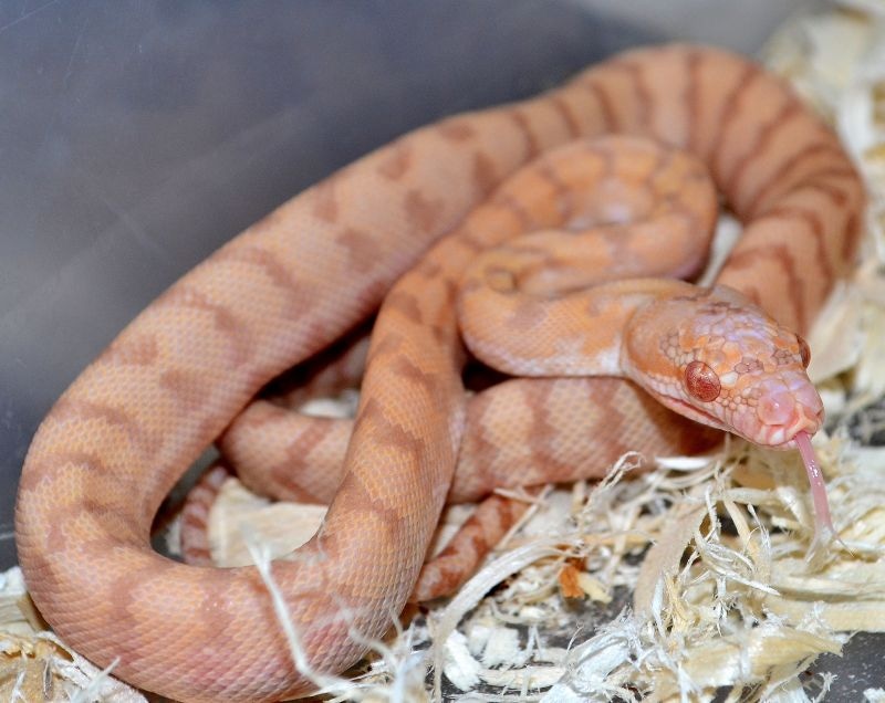 20 Albino Carpet Python Male, Free Het Female Offer. Other Carpet ...