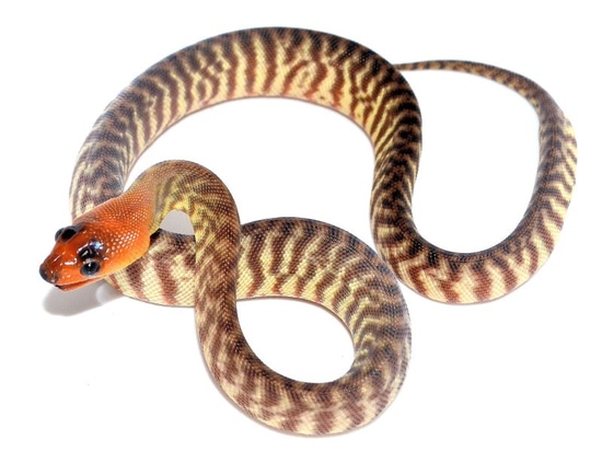 20 Nerd X Miller Woma Woma Python by Constrictors Northwest