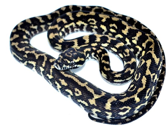 20 Jungle Female 4 Jungle Carpet Python by Constrictors Northwest