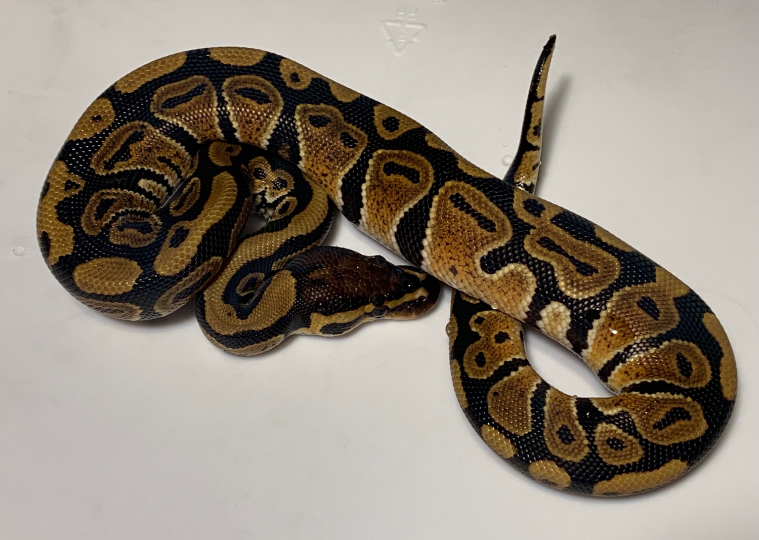 100% Double Het Hypo Clown Ball Python by Broadway Ball Pythons ...