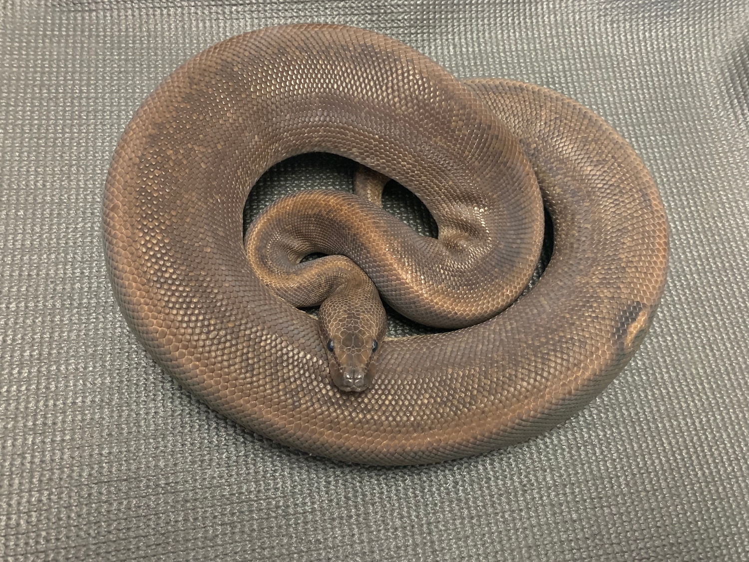 Suma Ball Python by Broadway Ball Pythons - MorphMarket