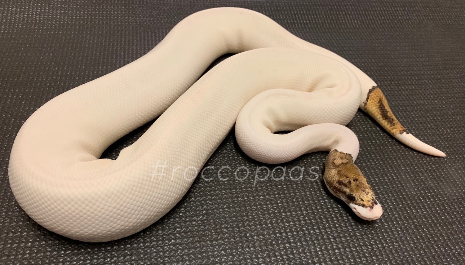 Special Pied Ball Python by Broadway Ball Pythons - MorphMarket