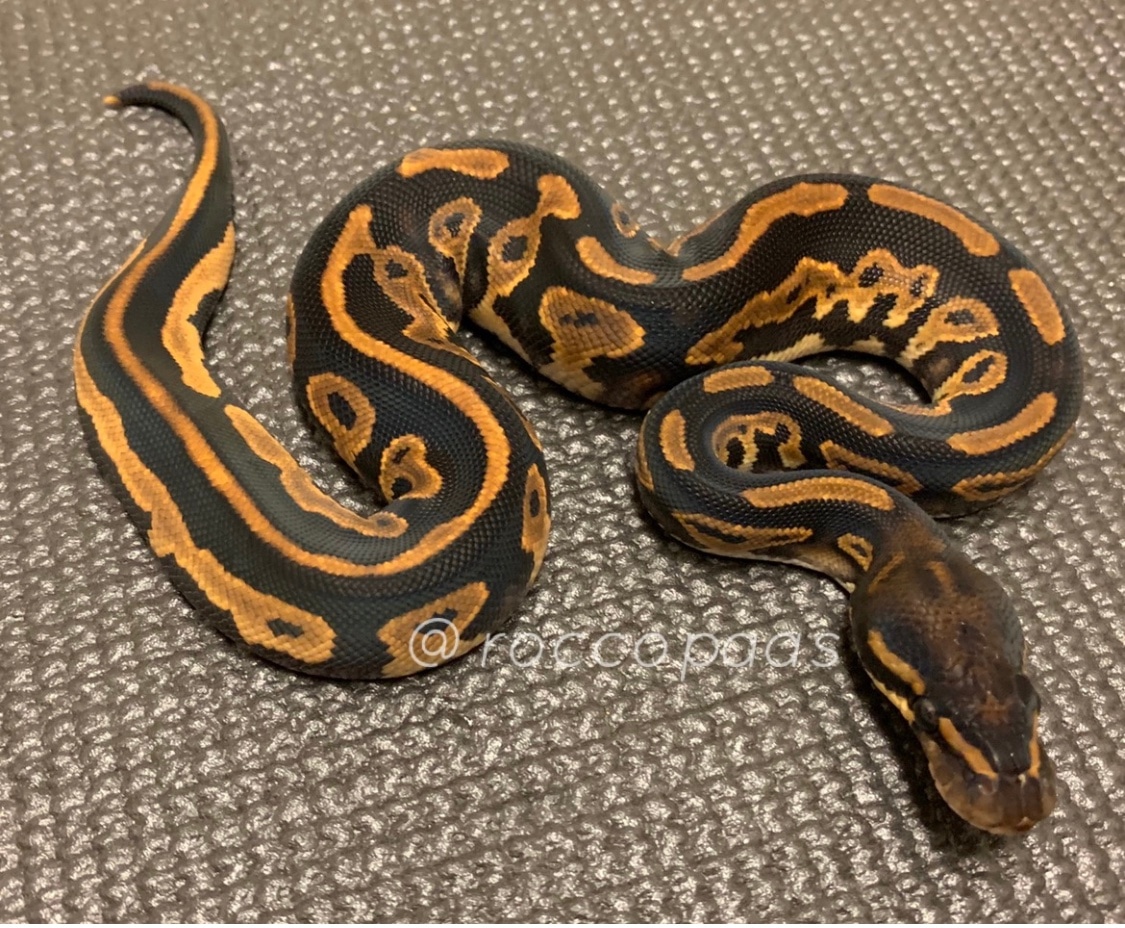 Black Head Orange Dream Leopard Poss Het Pied Ball Python by Broadway ...