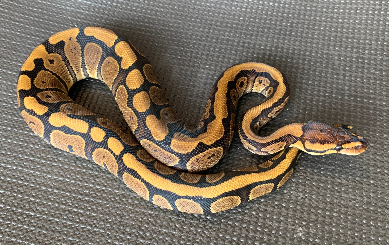 Red Stripe 100% Het Clown Ball Python by Broadway Ball Pythons ...