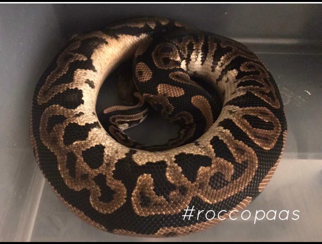 Black Pastel Leopard Ball Python by Broadway Ball Pythons - MorphMarket