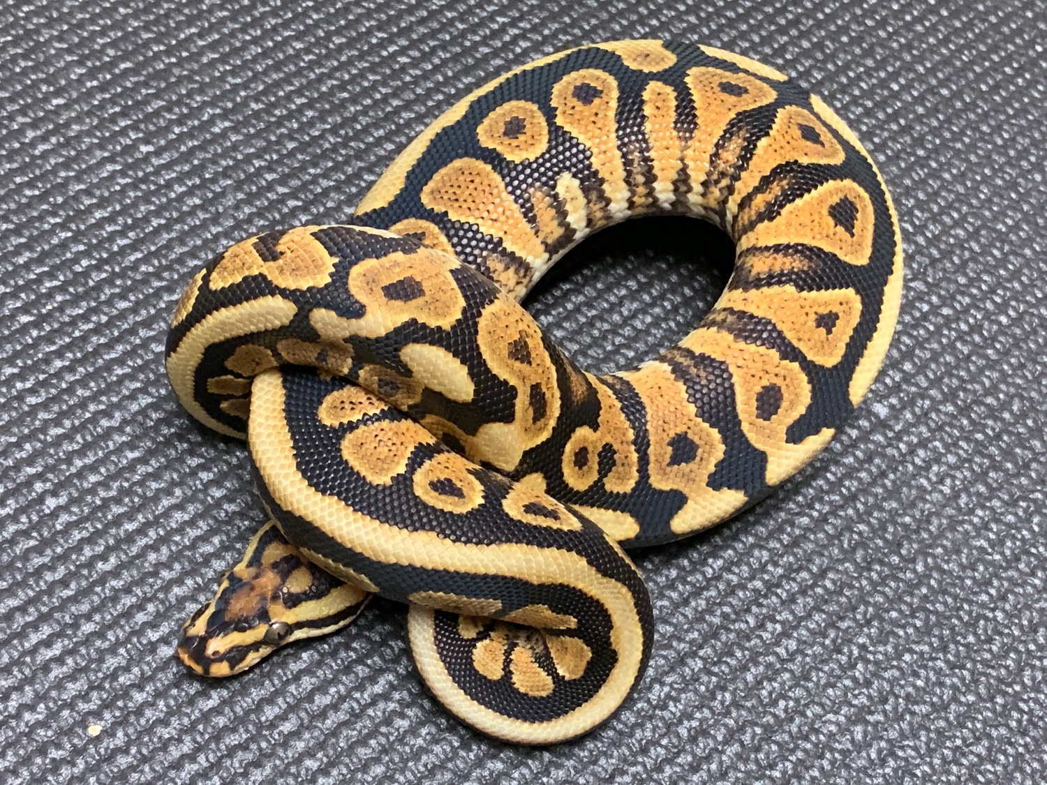 Spotnose Yellow Belly 100% Het Clown Ball Python by Broadway Ball ...