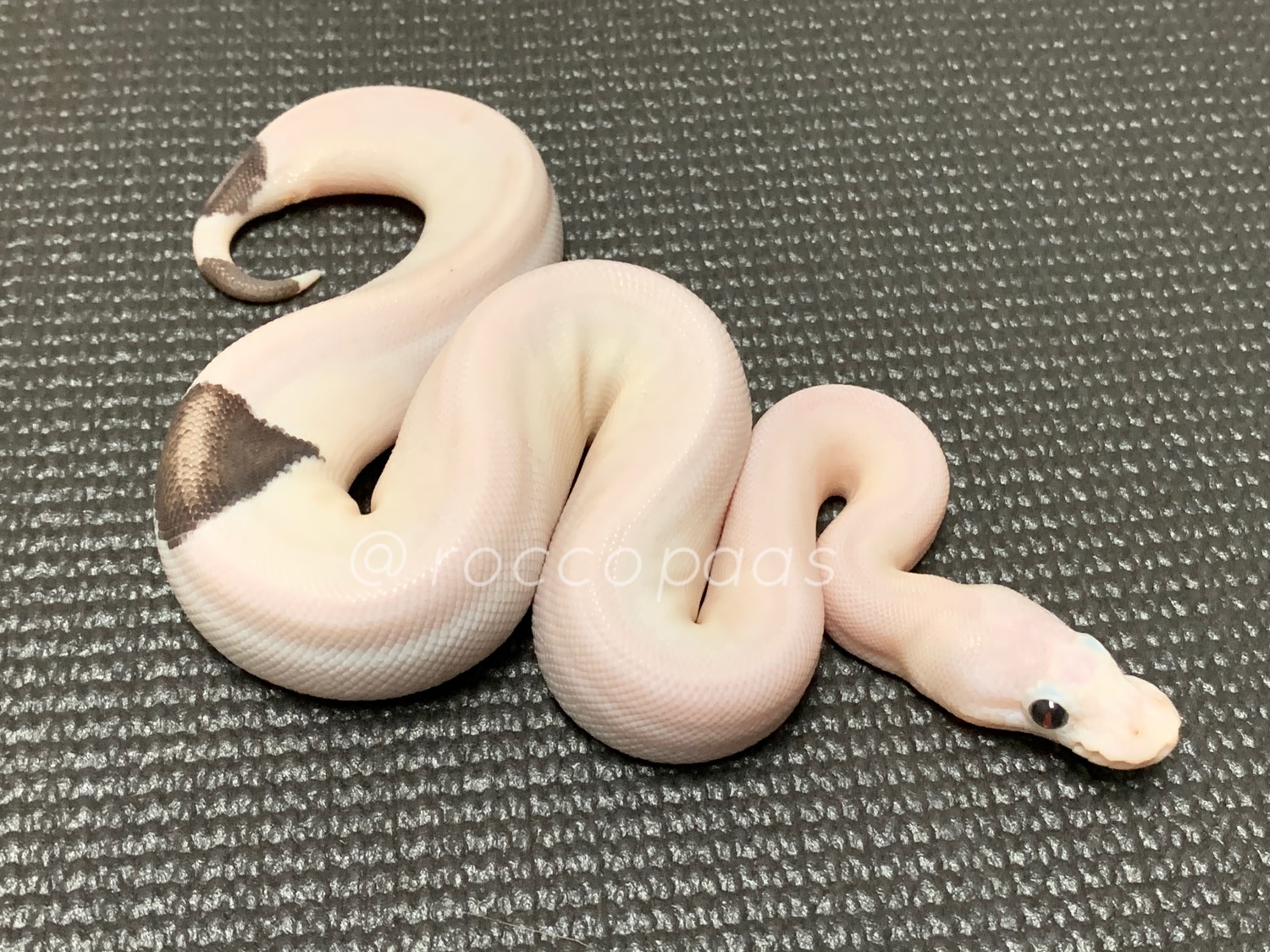 Black Pastel Huffman Fire Pied Ball Python by Broadway Ball Pythons ...