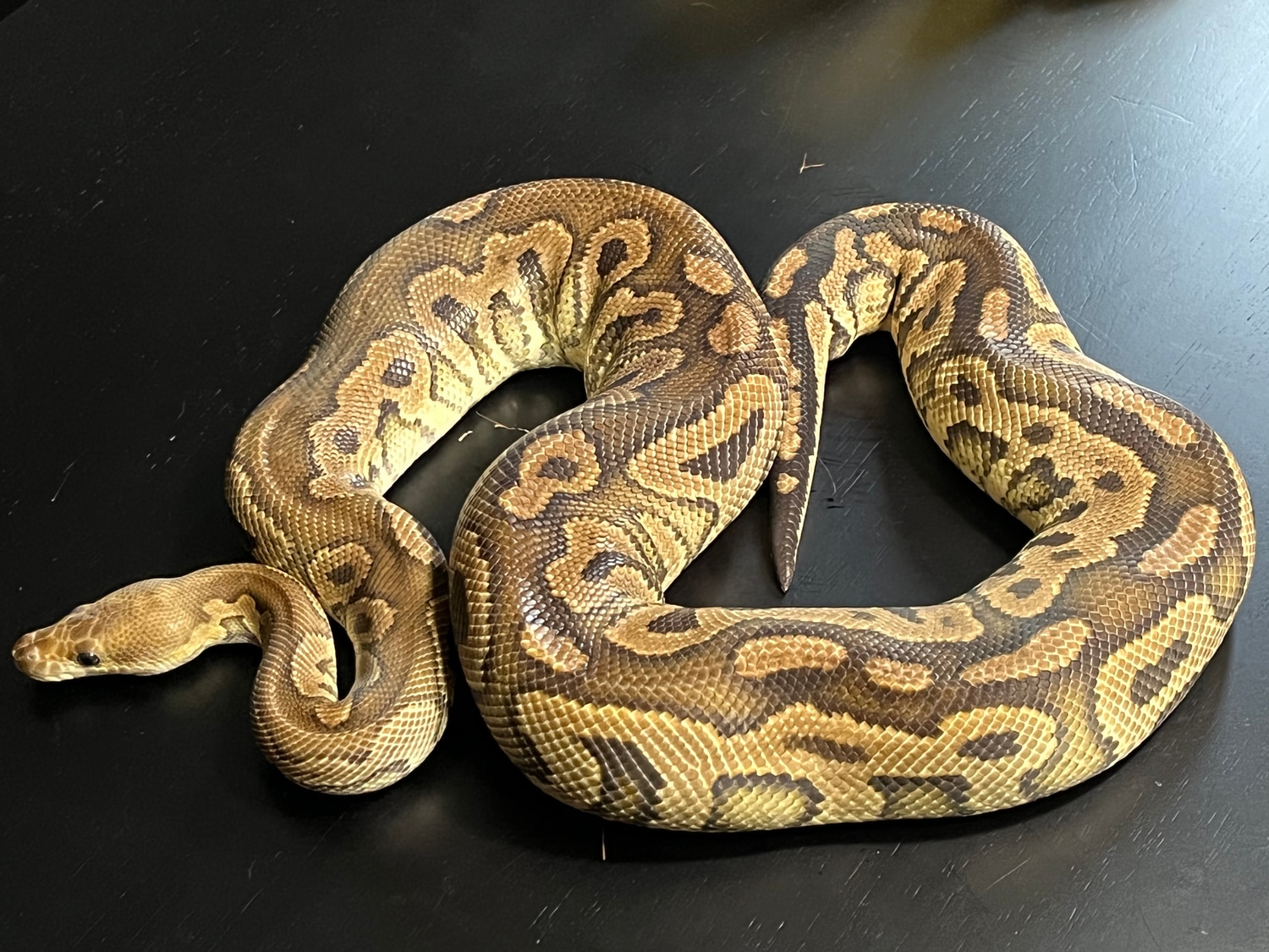 Black Pastel Clown Ball Python by Broadway Ball Pythons - MorphMarket