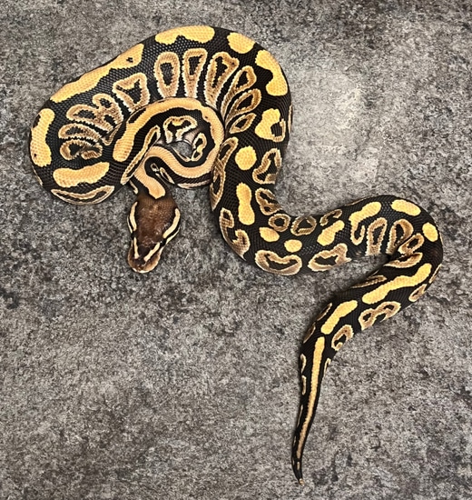Razor 100% Het Clown Ball Python by Broadway Ball Pythons