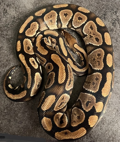 Razor Ball Python by Broadway Ball Pythons