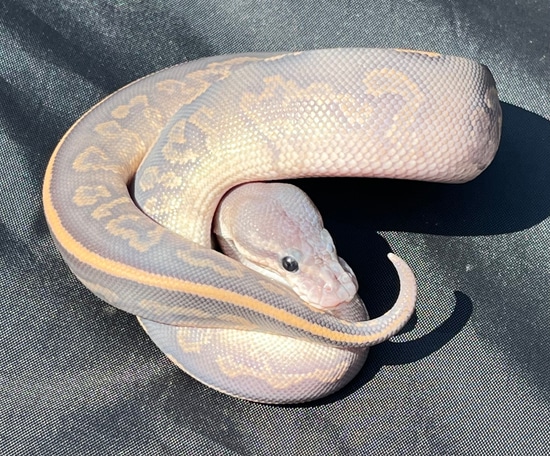 Black Pastel Chocolate Hypo 100% Het Desert Ghost Ball Python by ...