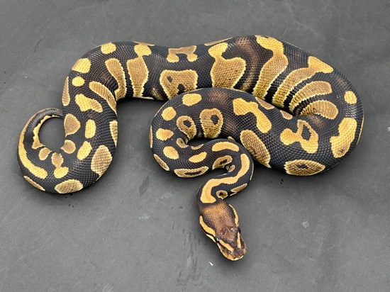 Chocolate TH Desert Ghost Clown Hypo Ball Python by Broadway Ball Pythons