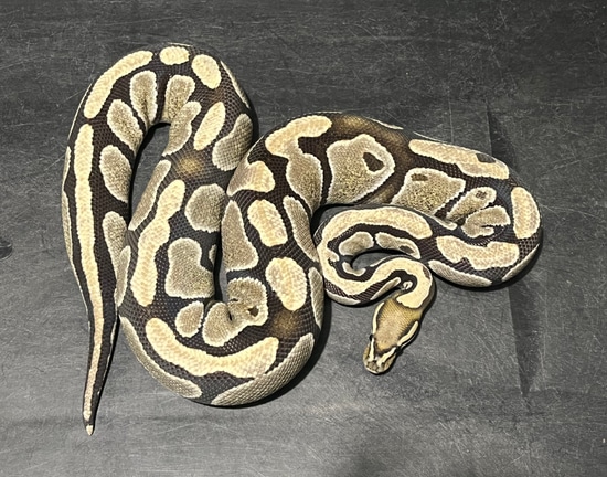 Desert Ghost Ball Python by Broadway Ball Pythons