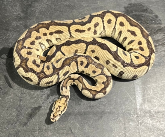 Spotnose Clown Ball Python by Broadway Ball Pythons