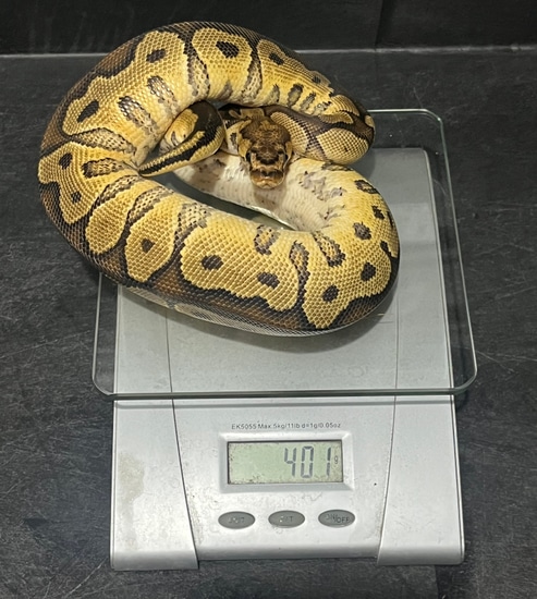 Clown Group Ball Python by Broadway Ball Pythons
