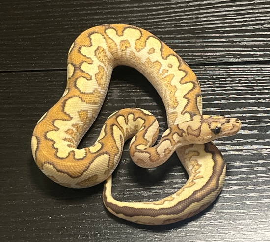 Special Spotnose Yellow Belly Calico Clown Ball Python by Broadway Ball ...