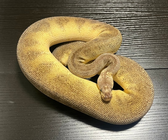 Barnhart Black Pewter Red Stripe Yellow Belly Clown Ball Python by ...