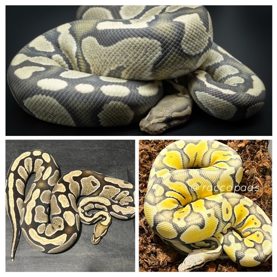 Desert Ghost Group Ball Python by Broadway Ball Pythons
