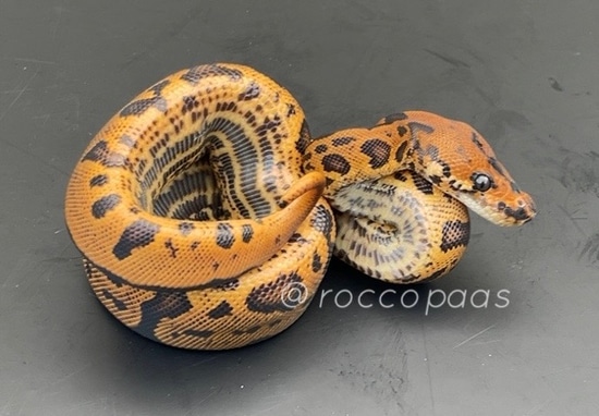 Acid Leopard Clown Ball Python by Broadway Ball Pythons