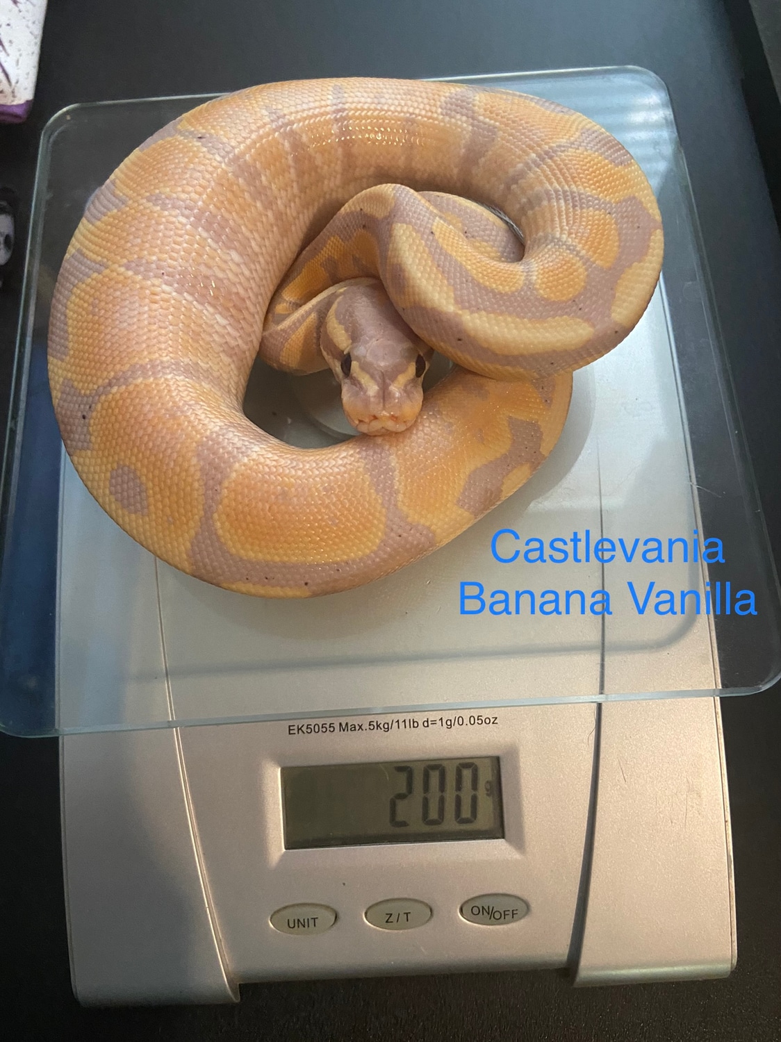 Banana Vanilla Ball Python by Pandamonium Reptiles - MorphMarket