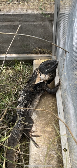 Panda Pectinata Other Iguana by Pandasfauna