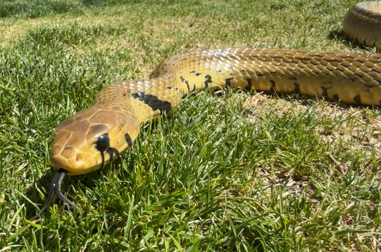 Unicolor Cribo Cribo & Indigo Snakes by Pandasfauna