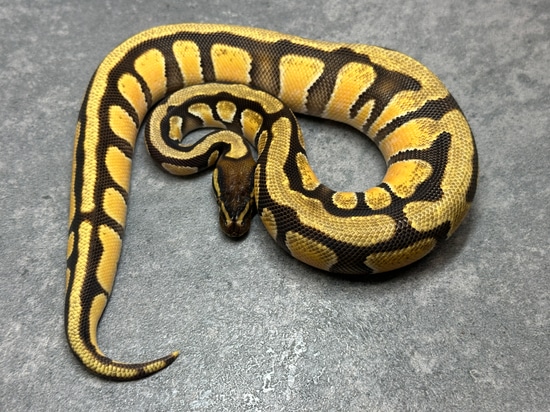 Orange Drem Enchi 66% Het Tri-stripe/Hypo Ball Python by Prism Morphs