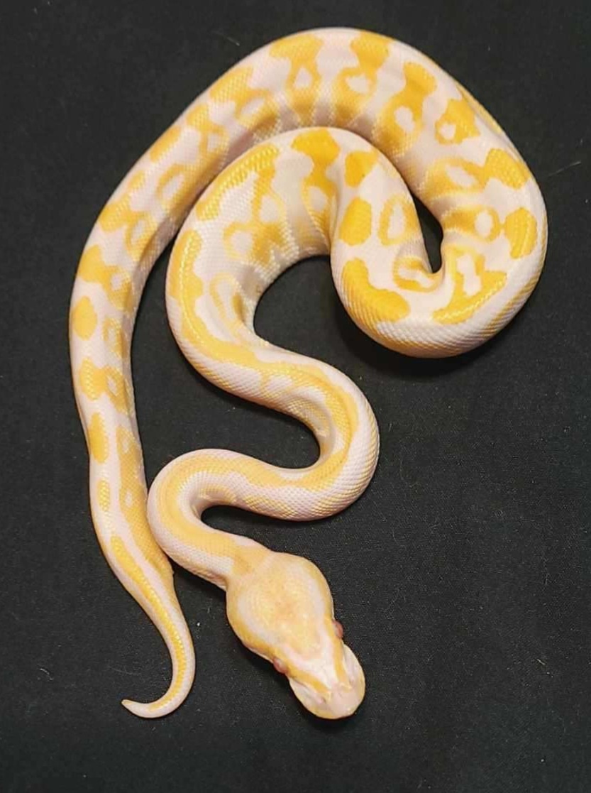 Candino Ball Python by P&K's Exotics - MorphMarket