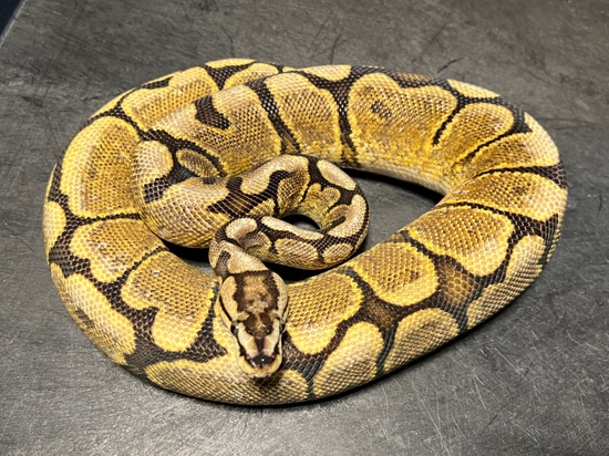600GRAMs!! GHI YB Enchi (Fire) Spider Ball Python by Pandora’s Pythons