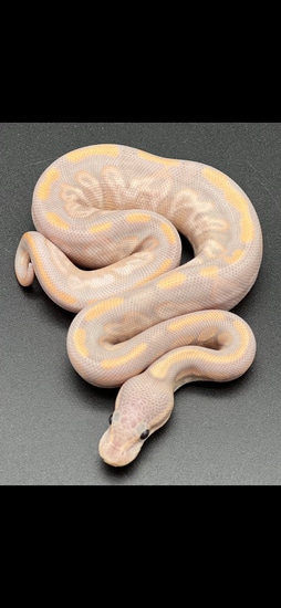 RTB!! Banana Cinnamon Calico Enchi ODYB Ball Python by Pandora’s Pythons