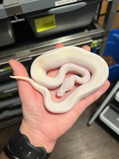 Pastel Spider Ivory/puma/super Fire Ball Python by Pandora’s Pythons