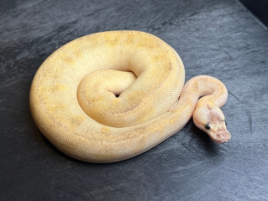 Pastel Champagne 100% Het Clown 50% Het Hypo Ball Python by Pandora’s ...