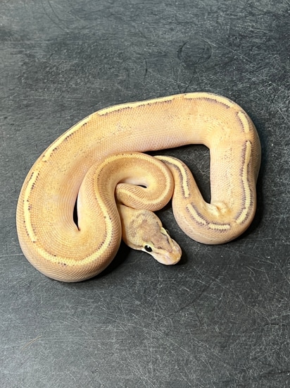 Puma Ball Python by Pandora’s Pythons