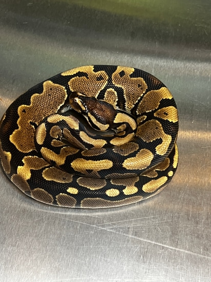 YB/Spark Ball Python by Pandora’s Pythons