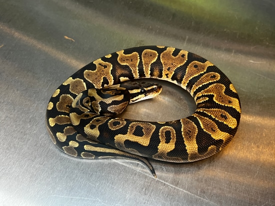 YB/Spark Ball Python by Pandora’s Pythons