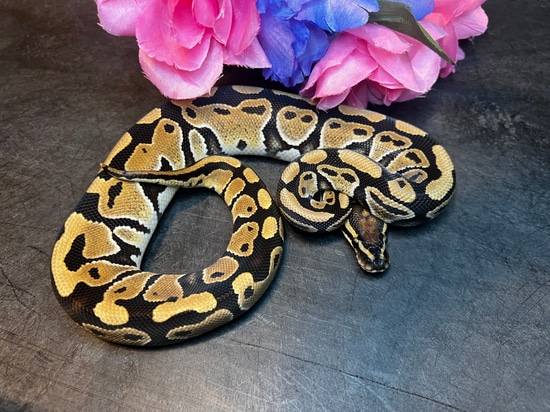 100% Het Clown Ball Python by Pandora’s Pythons