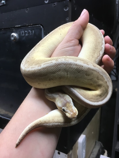 Fire Pewter Blast Ball Python by Pandora’s Exotic Reptiles