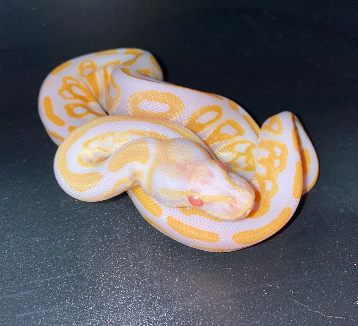 Albino Black Pewter Ball Python by Pandora’s Exotic Reptiles - MorphMarket