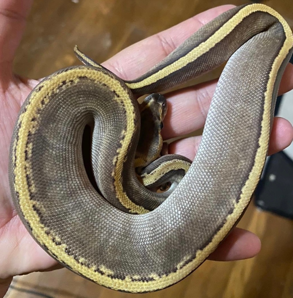 GHI Mojave Pinstripe Ball Python by Pandora’s Exotic Reptiles - MorphMarket