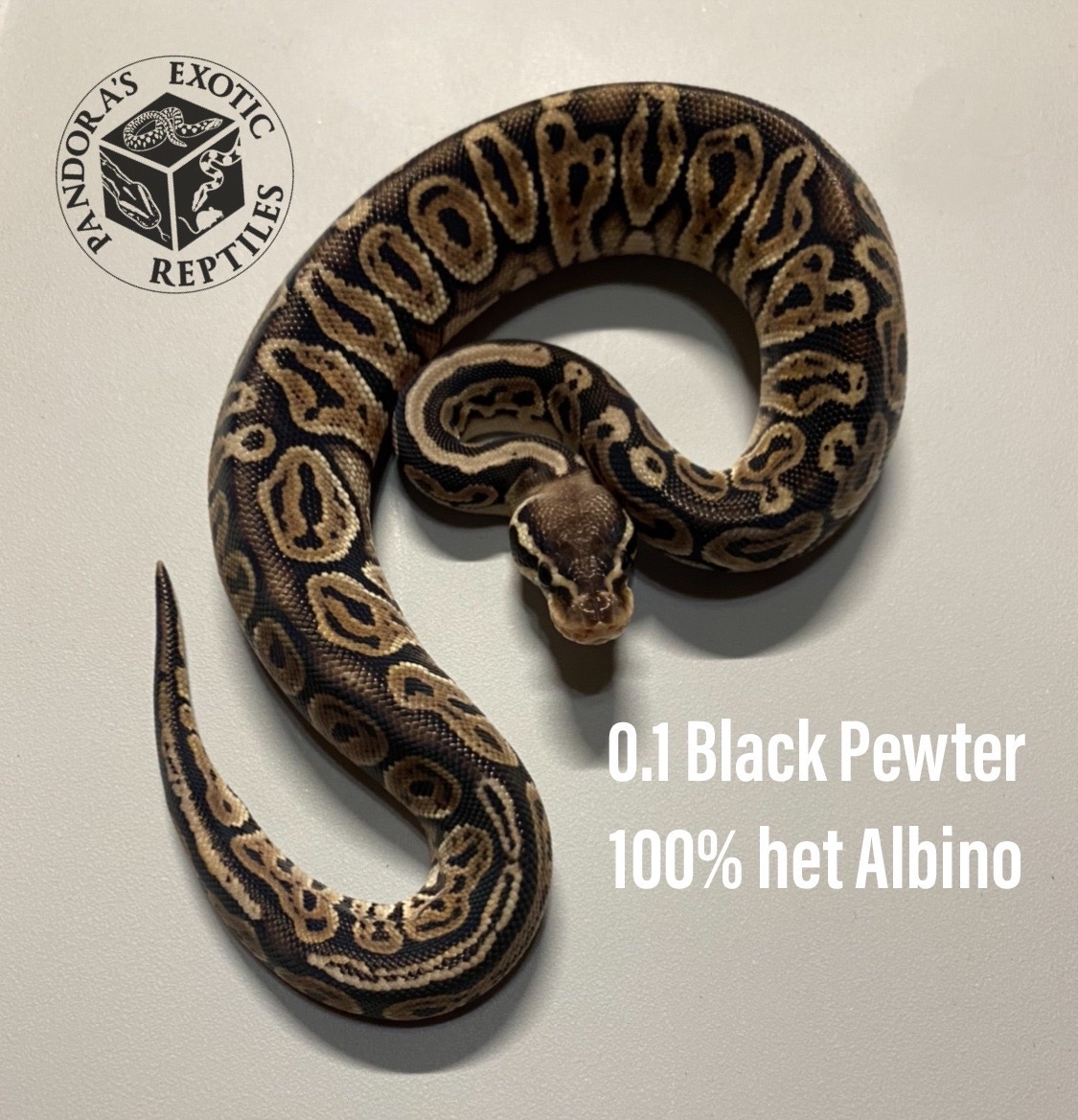 Black Pewter 100% Het Albino Ball Python by Pandora’s Exotic Reptiles ...