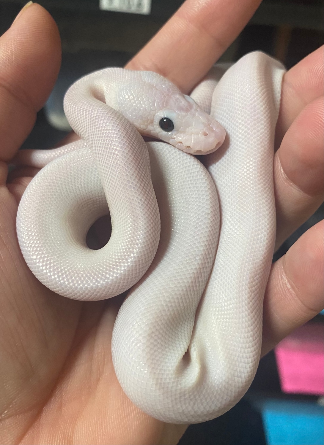 Super Mojave Champagne Ball Python by Pandora’s Exotic Reptiles ...