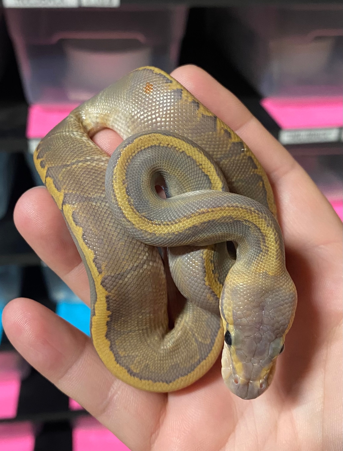Hypo GHI Pinstripe Ball Python by Pandora’s Exotic Reptiles - MorphMarket