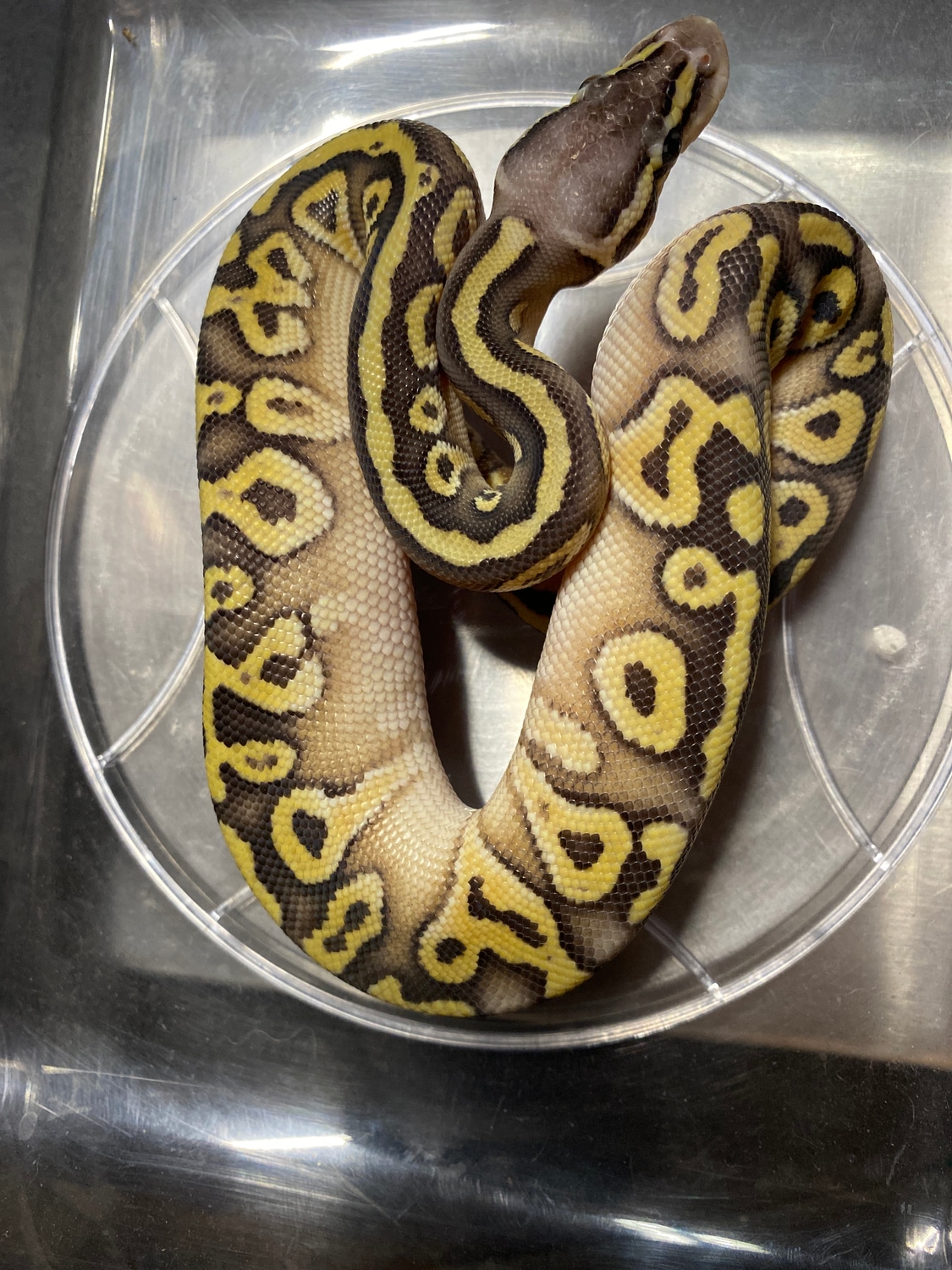 Mojave Pastel Vanilla 100% Het Hypo Ball Python by Pandora’s Exotic ...